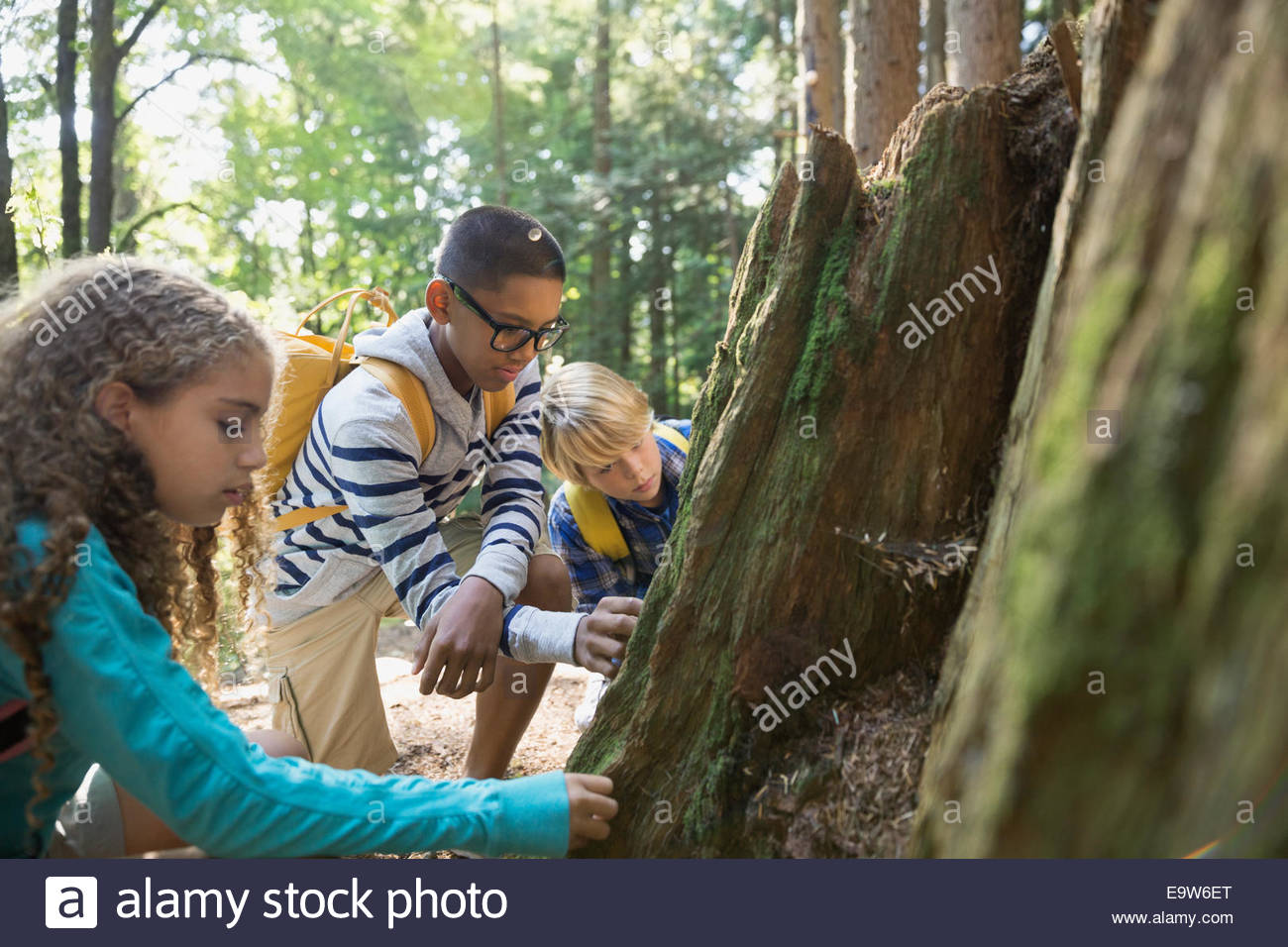 Boy touching tree in forest hi-res stock photography and images - Alamy