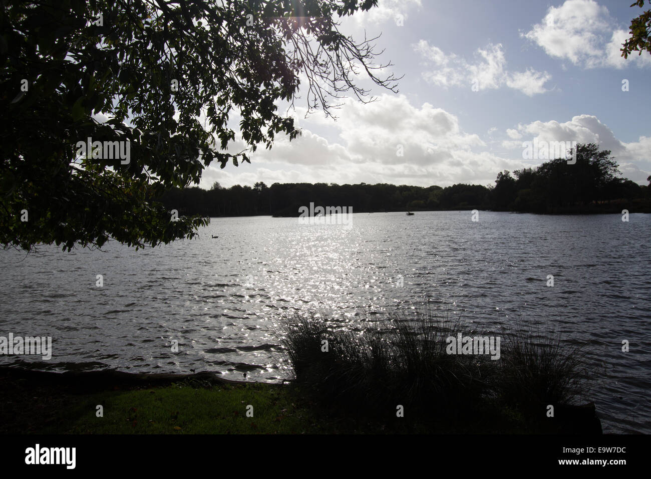 Main Lake in Richmond Park Stock Photo - Alamy