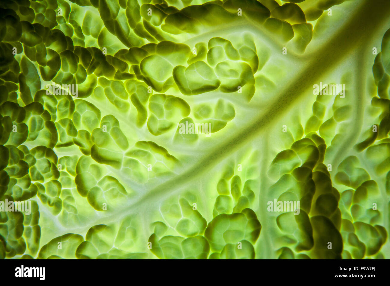 Cabbage leaf texture lit form the back with the vains showing through ...