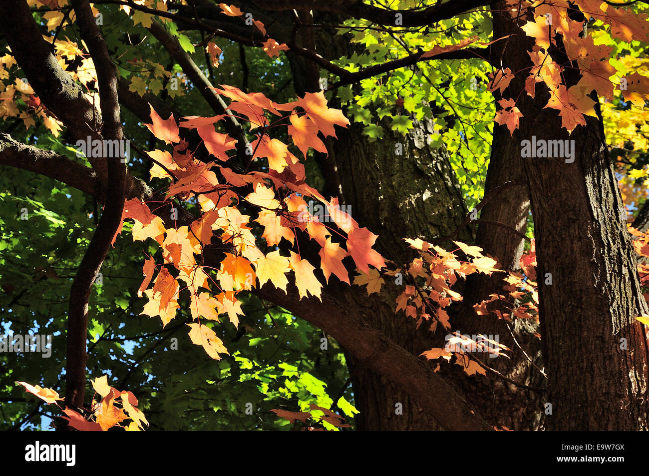 Autumn foliage. (Acer platanoides Stock Photo - Alamy