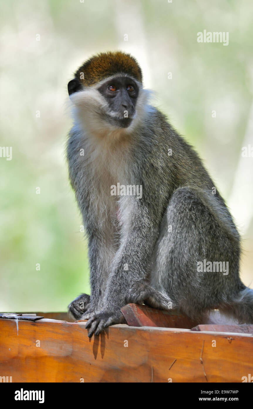 Green monkey Chlorocebus aethiops, Cercopithecidae, Mizan Teferi ...