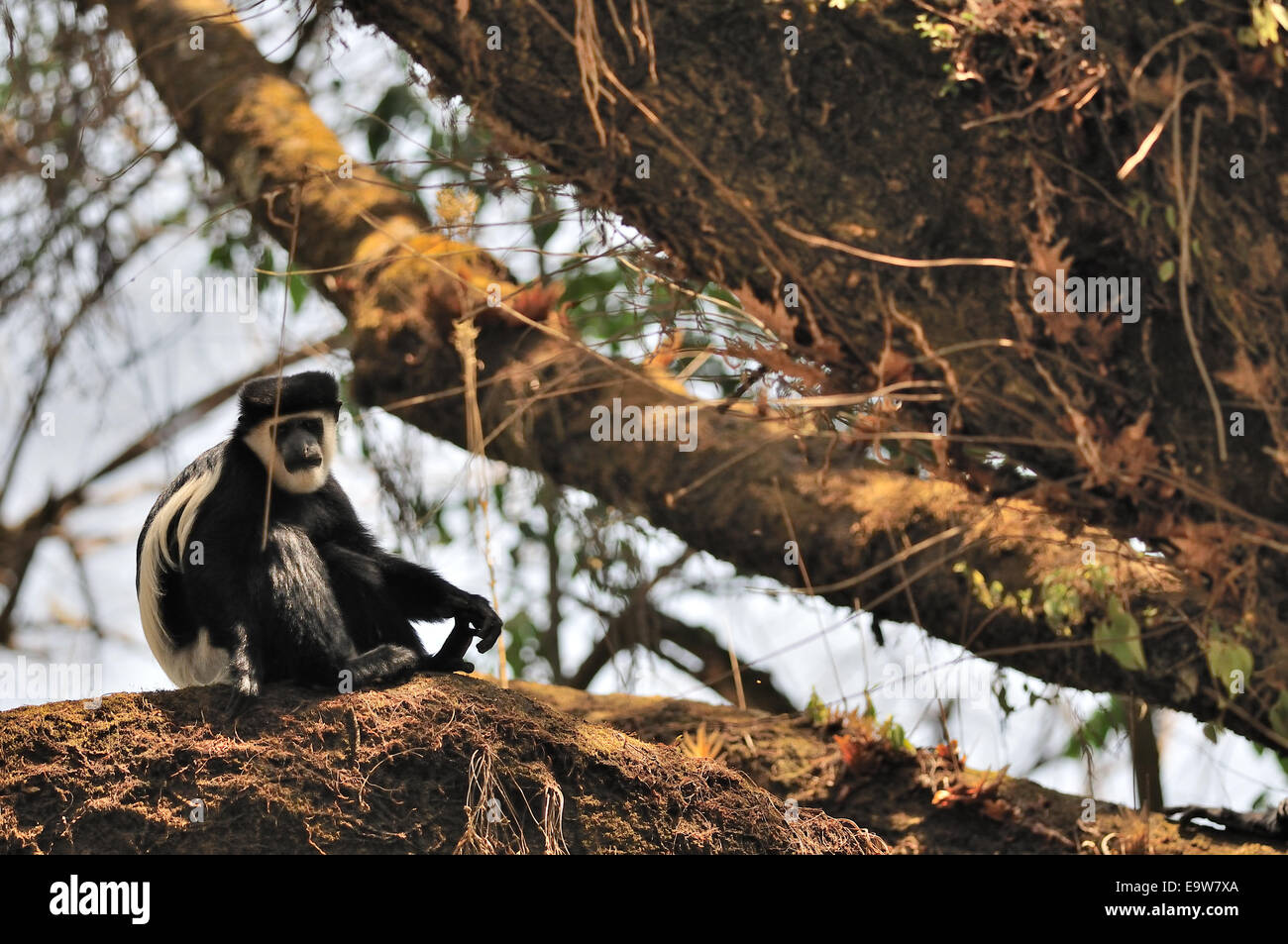 Mantled guereza, Colobus guereza, Cercopithecidae, Gambela Region ...
