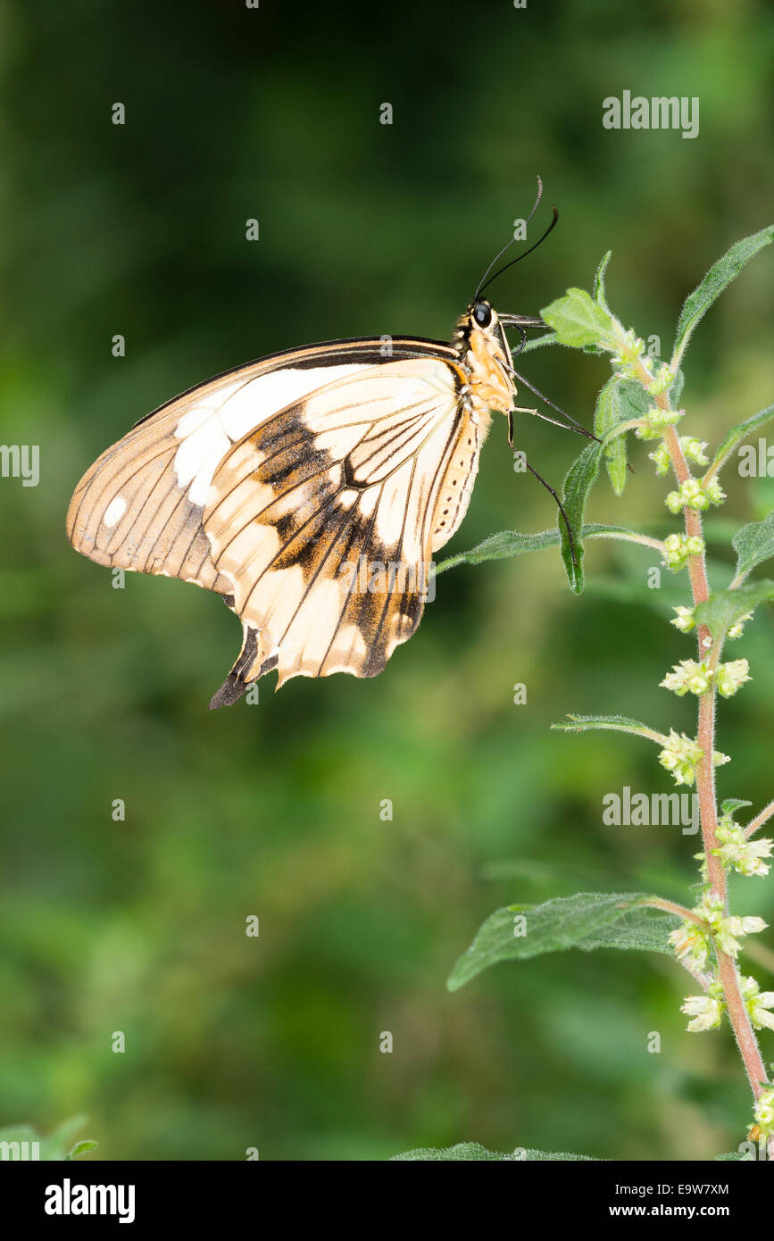 African swallowtail hi-res stock photography and images - Alamy