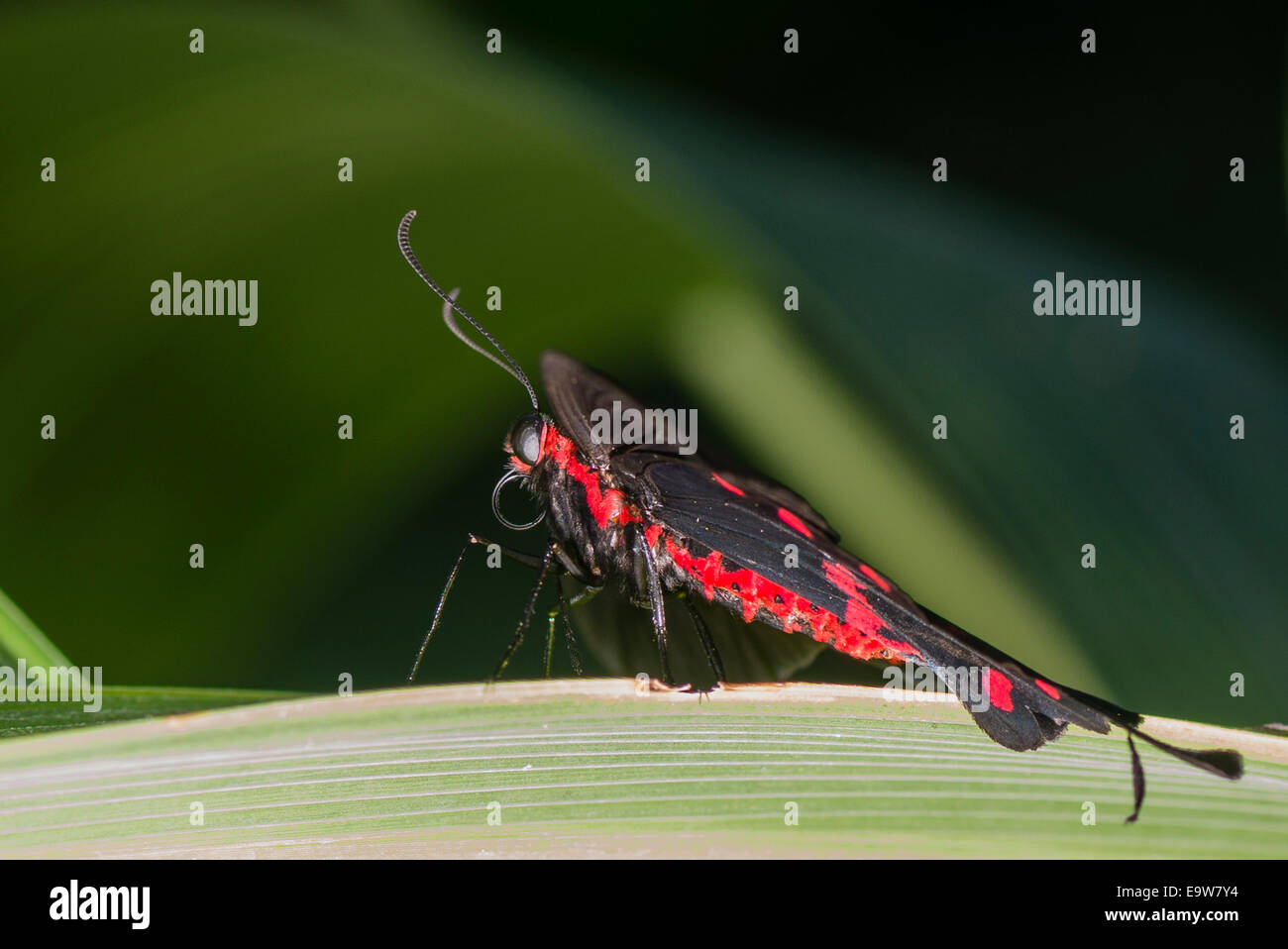 Philippines butterfly hi-res stock photography and images - Alamy