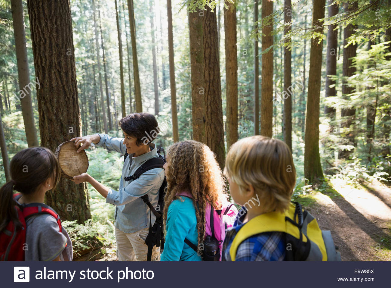 Teacher showing students tree ring in woods Stock Photo - Alamy
