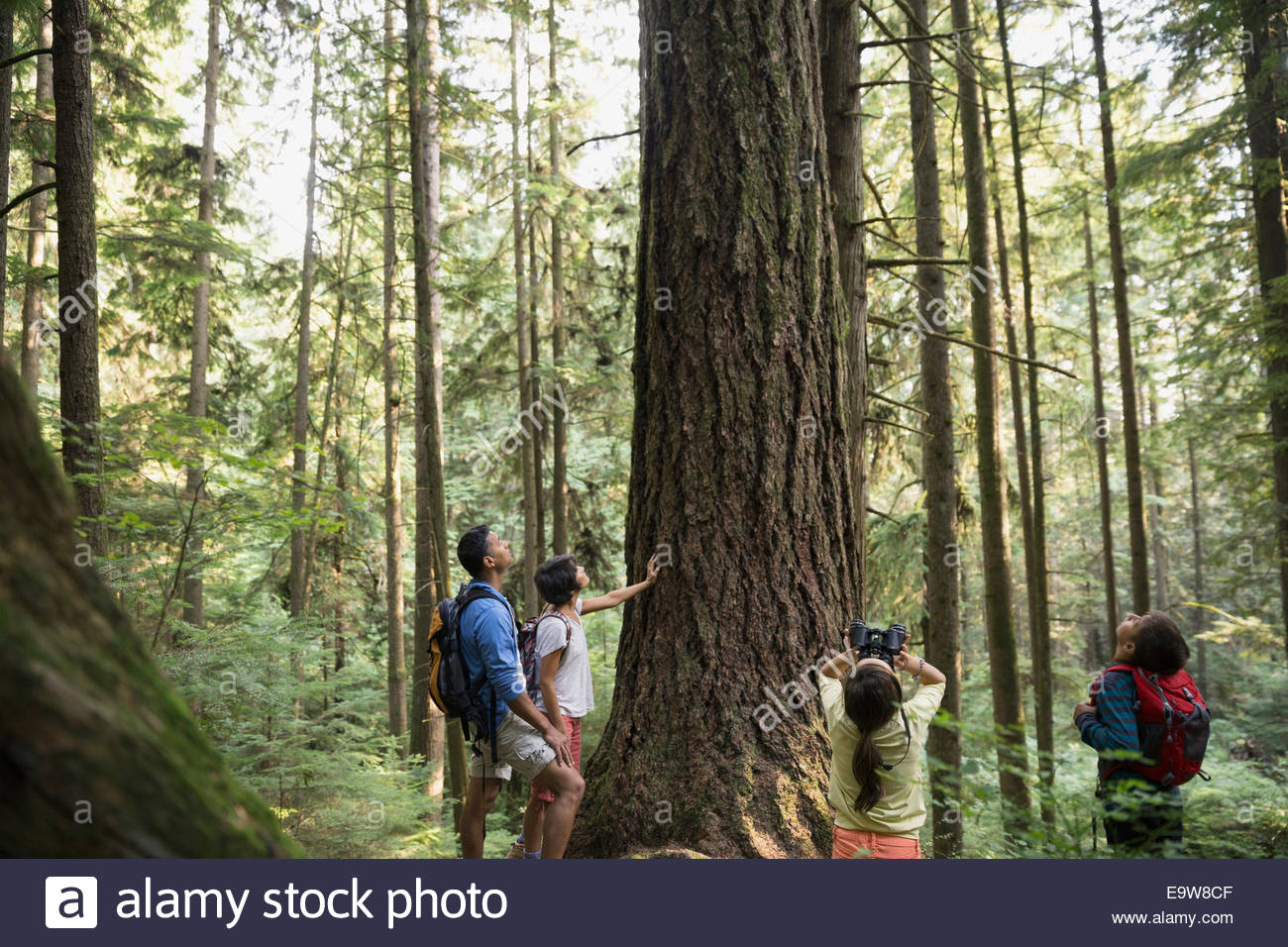 Looking at family tree hi-res stock photography and images - Alamy