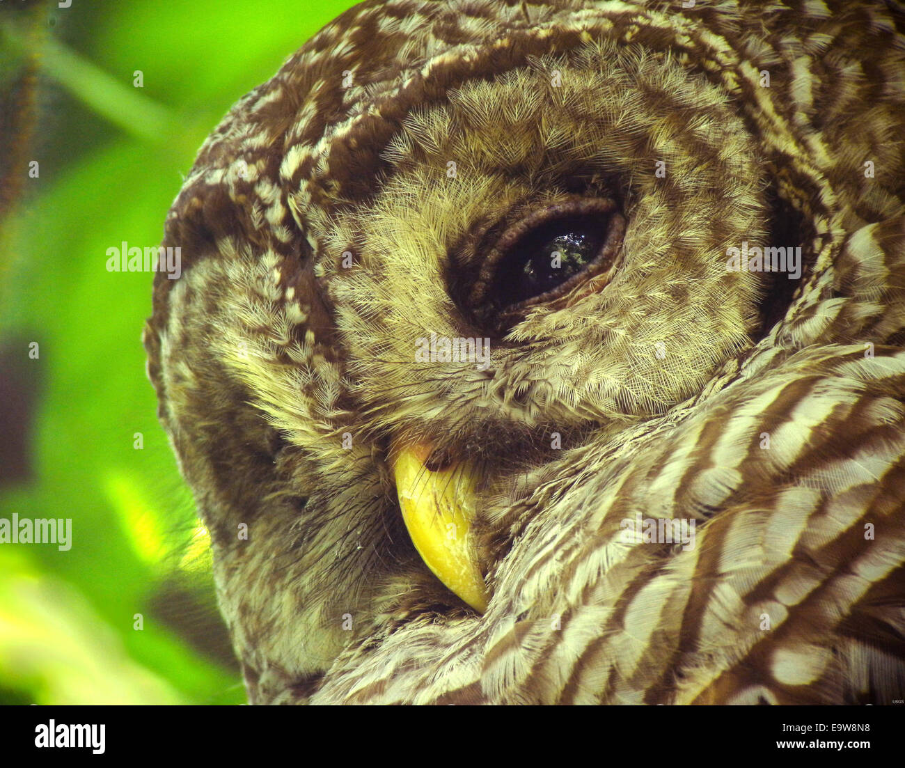 Barred plumage hi-res stock photography and images - Alamy