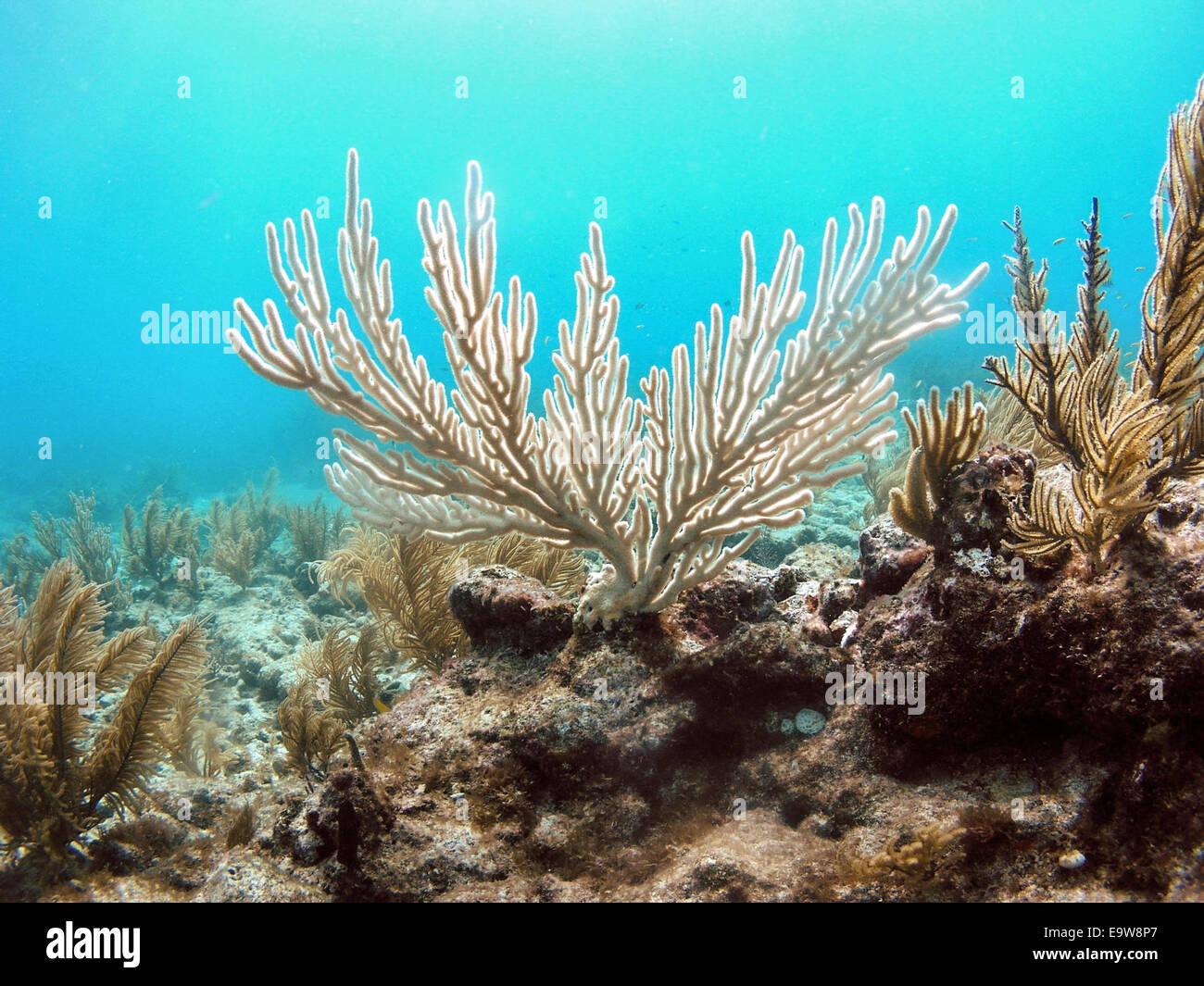 A colony of bent sea rod coral, showing signs of bleaching, is visible ...