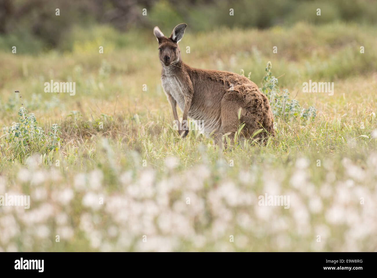 Stock photo of a Western grey kangaroo standing upright Stock Photo - Alamy