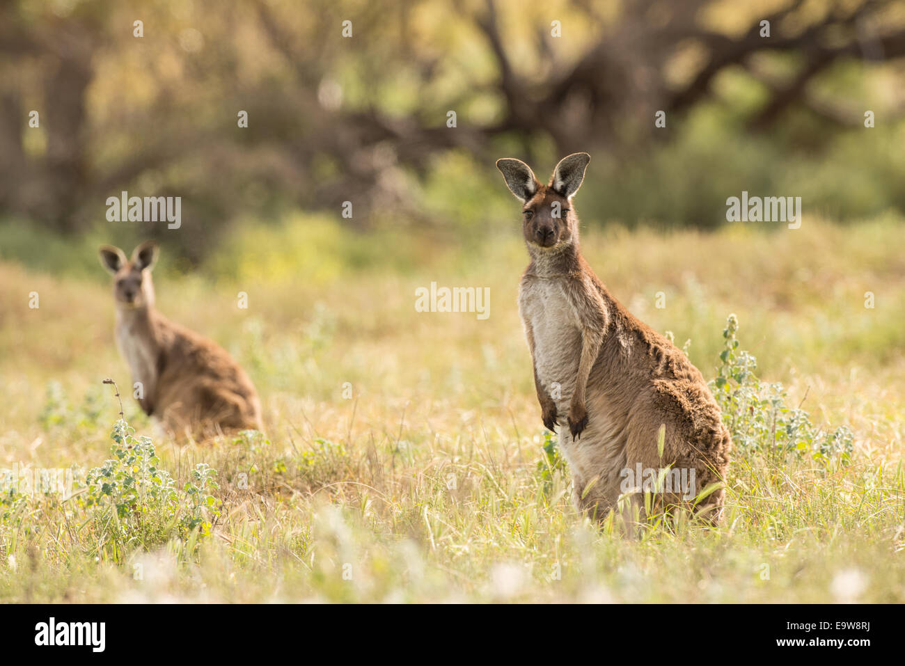 Stock photo of a Western grey kangaroo standing upright Stock Photo - Alamy