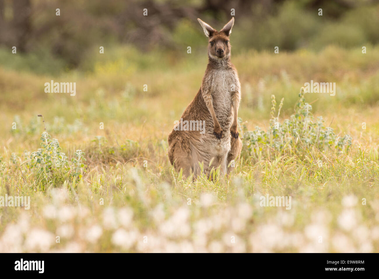 Stock photo of a Western grey kangaroo standing upright Stock Photo - Alamy