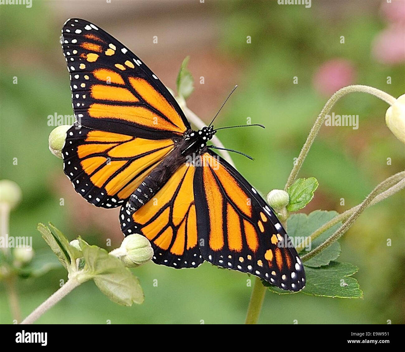 The monarch butterfly, known for its distinctive orange and black wings ...