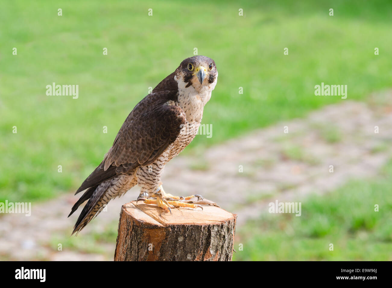 Tamed and trained for hunting fastest bird predator falcon or hawk ...