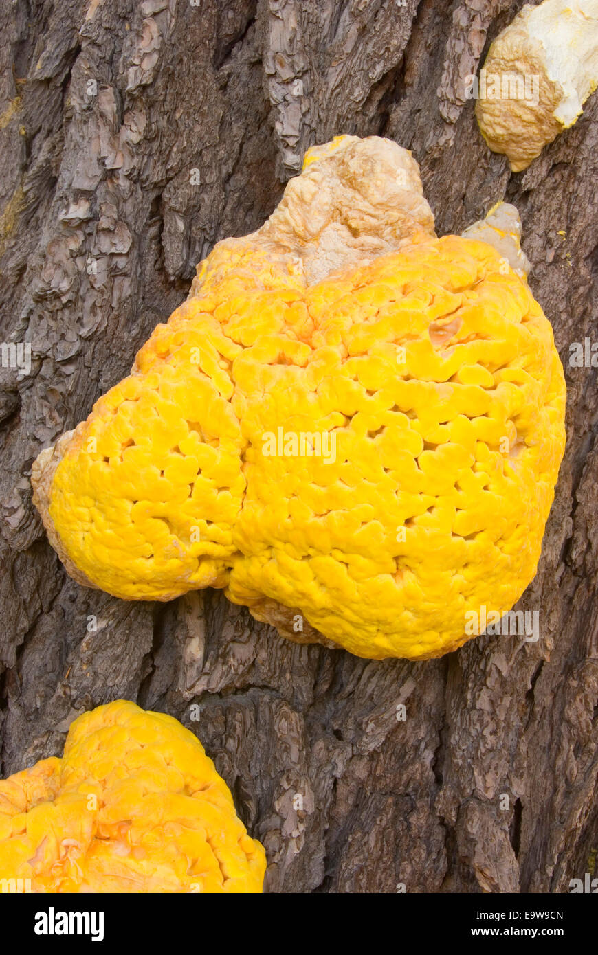 Yellow conch along Pacific Crest Trail, Toiyabe National Forest ...