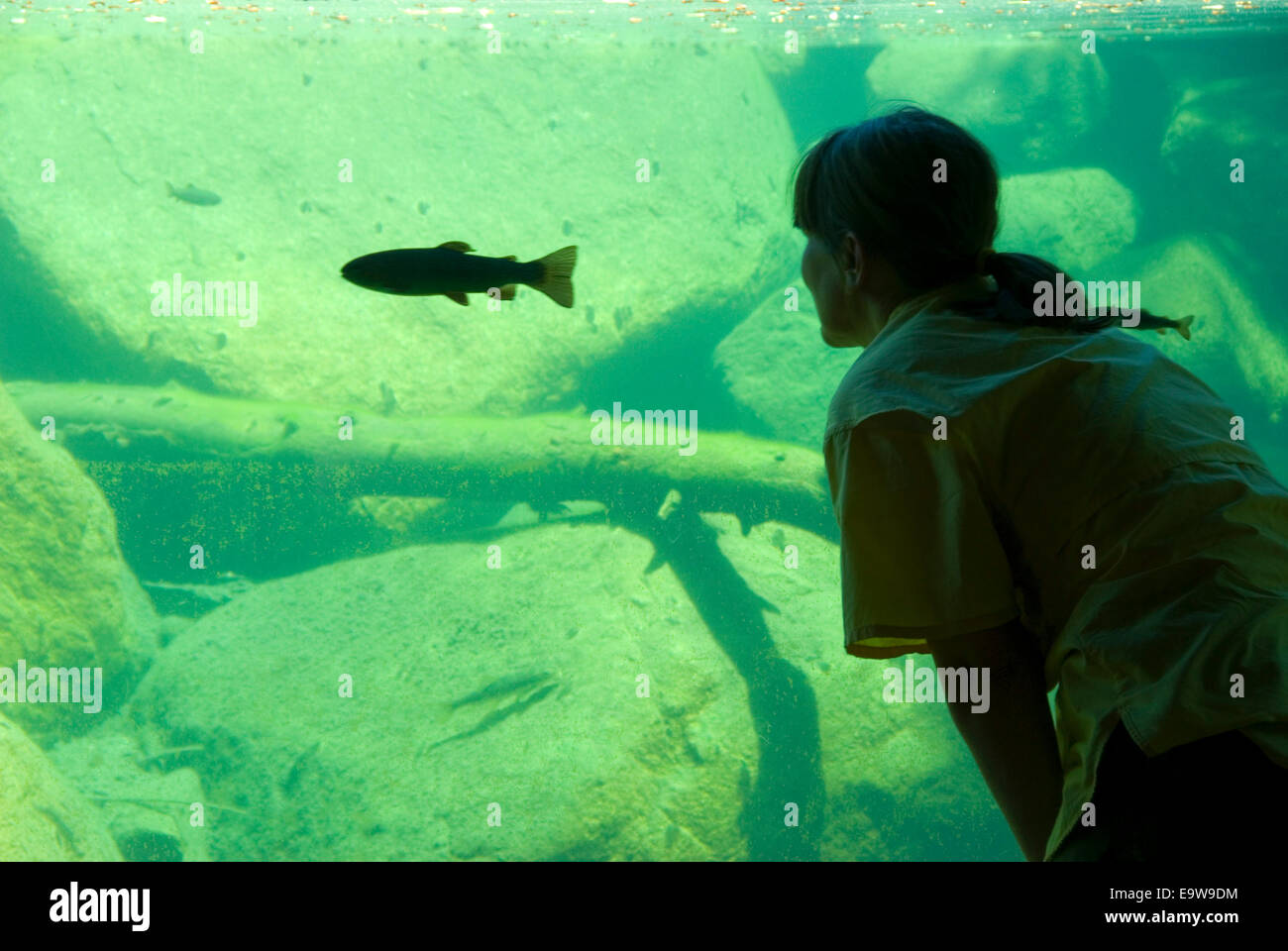 Stream Profile Chamber on Rainbow Trail, Lake Tahoe Basin National ...