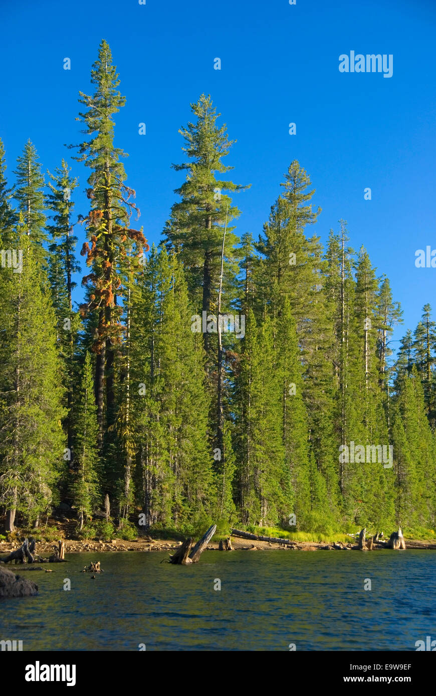 Snag Lake, Tahoe National Forest, California Stock Photo - Alamy
