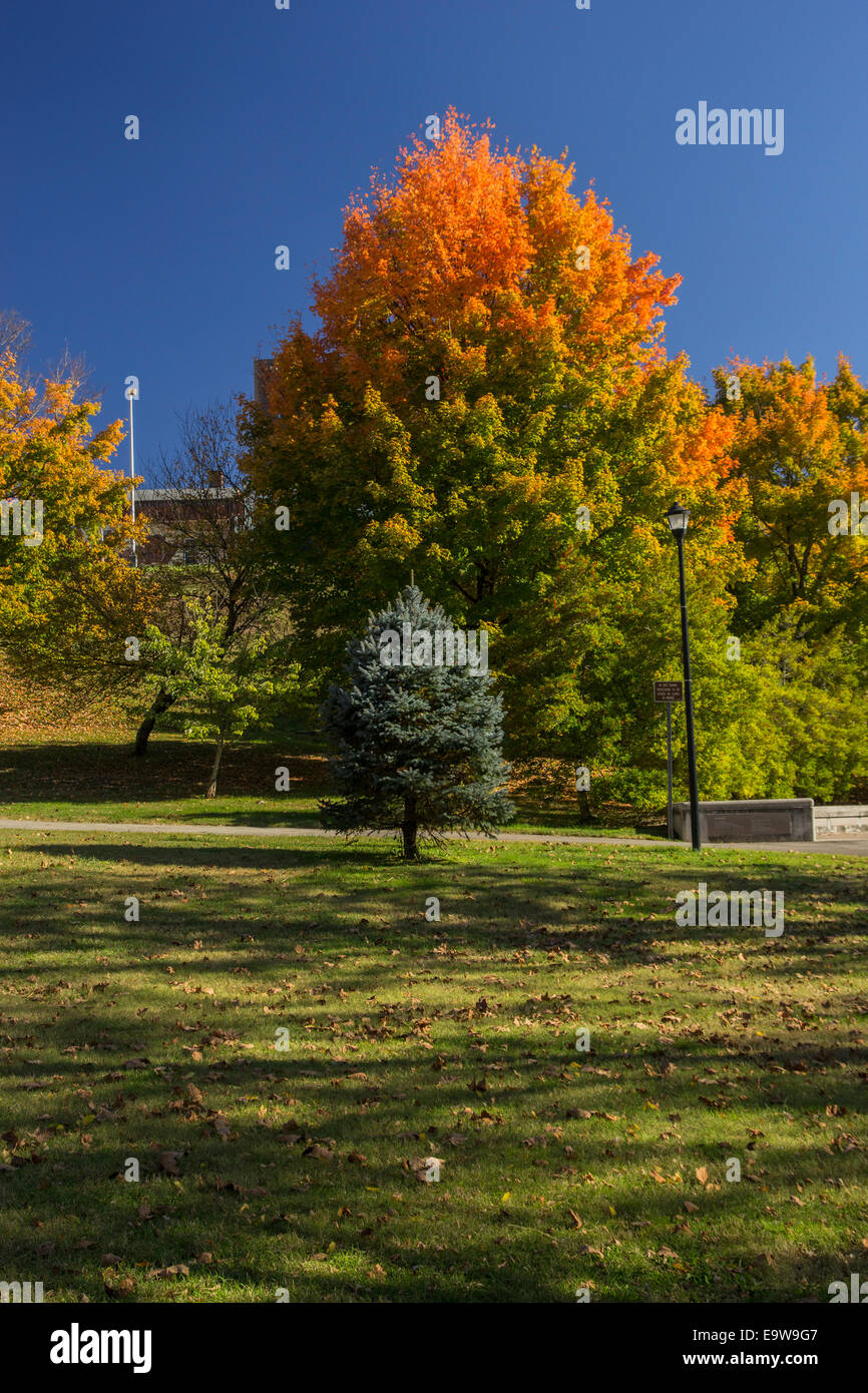 Empty green park hi-res stock photography and images - Alamy