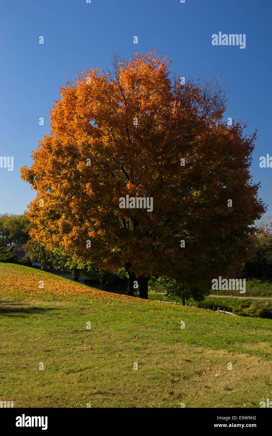A maple tree in a park in full autumn colors Stock Photo - Alamy