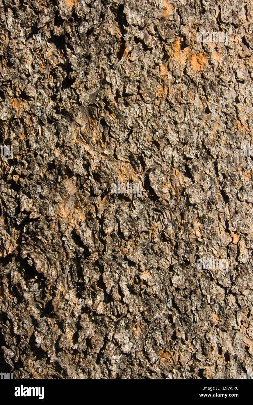 Lodgepole pine (Pinus contorta) bark, Lakes Basin Recreation Area ...
