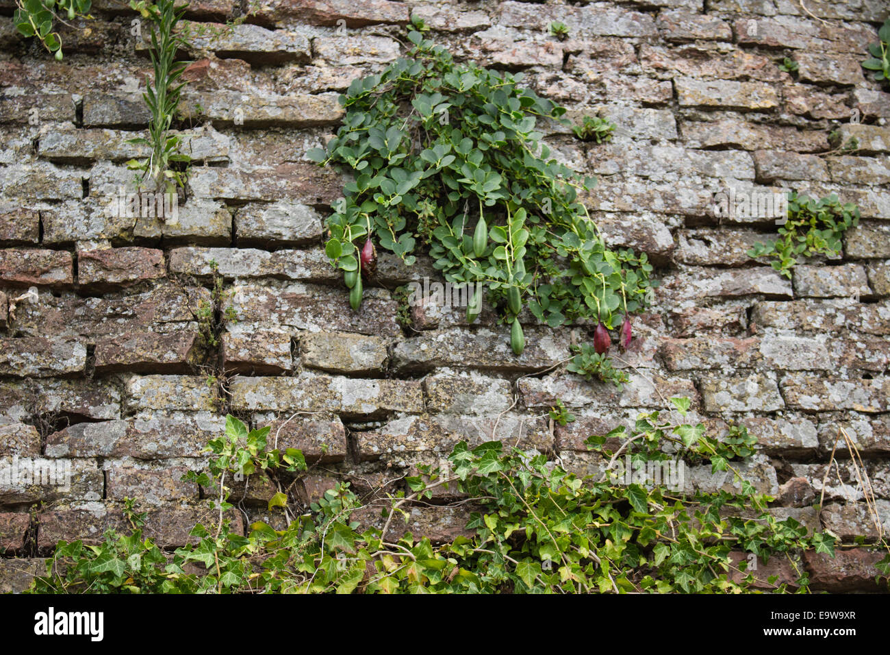 The medieval brick walls of the small village of Dozza near Bologna in ...