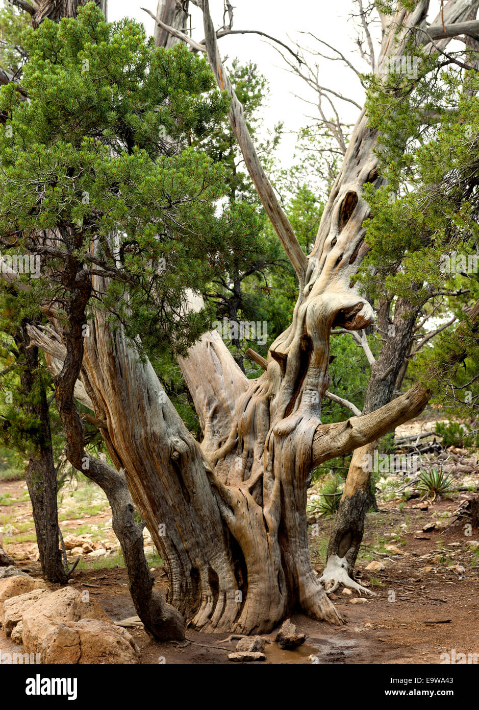 Prometheus Tree Cut Down 1964