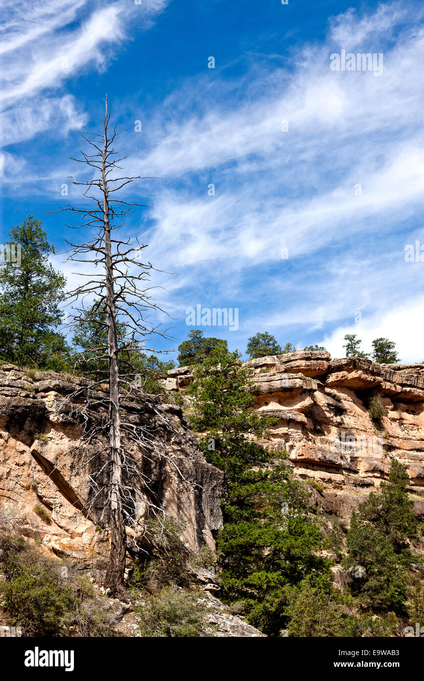 Majestic dried pine Stock Photo - Alamy