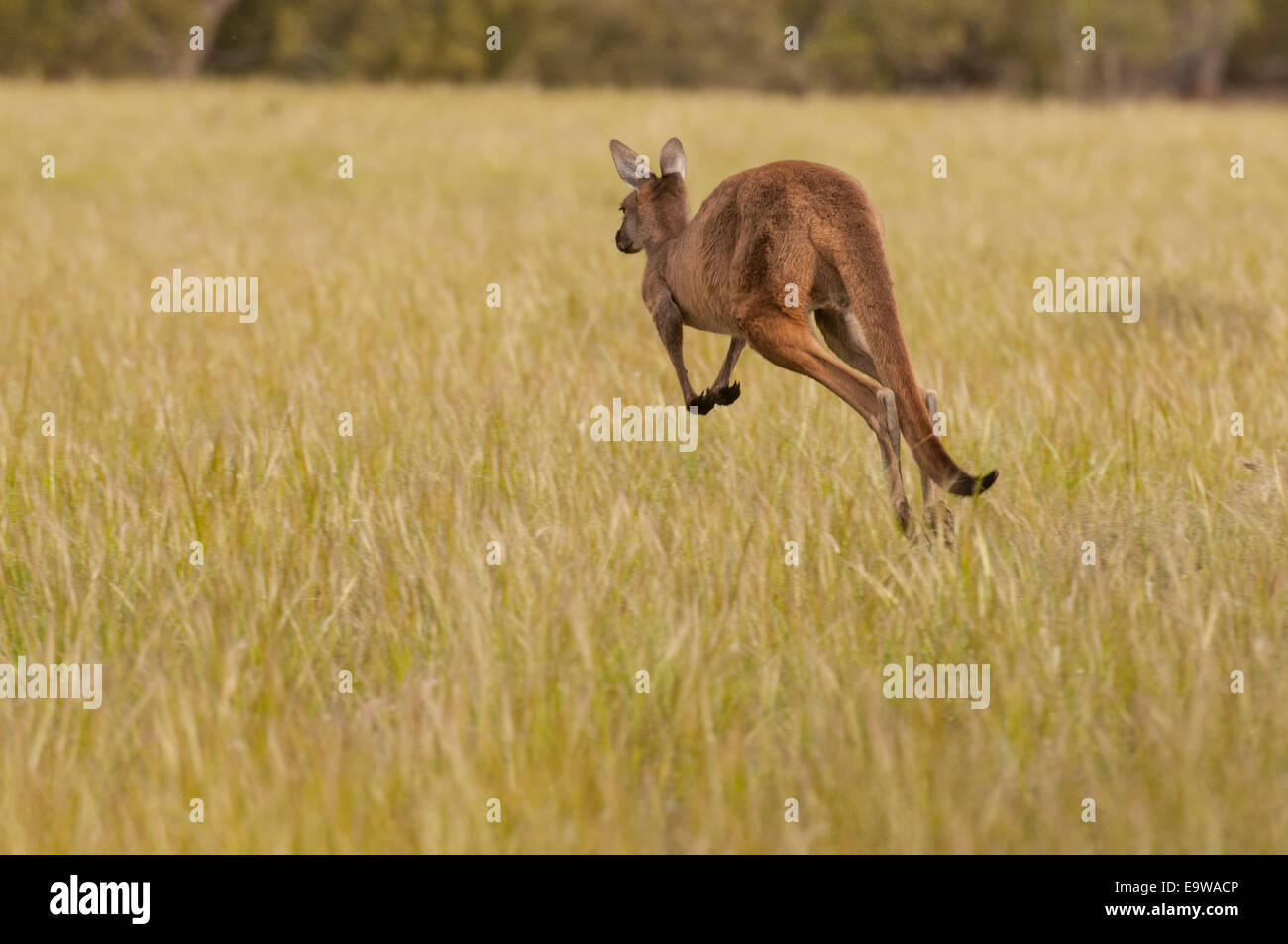 Hopping animals hi-res stock photography and images - Alamy