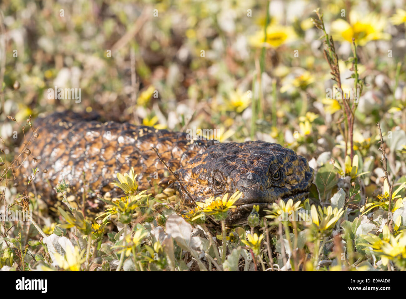 Australian shingleback lizard hi-res stock photography and images - Alamy