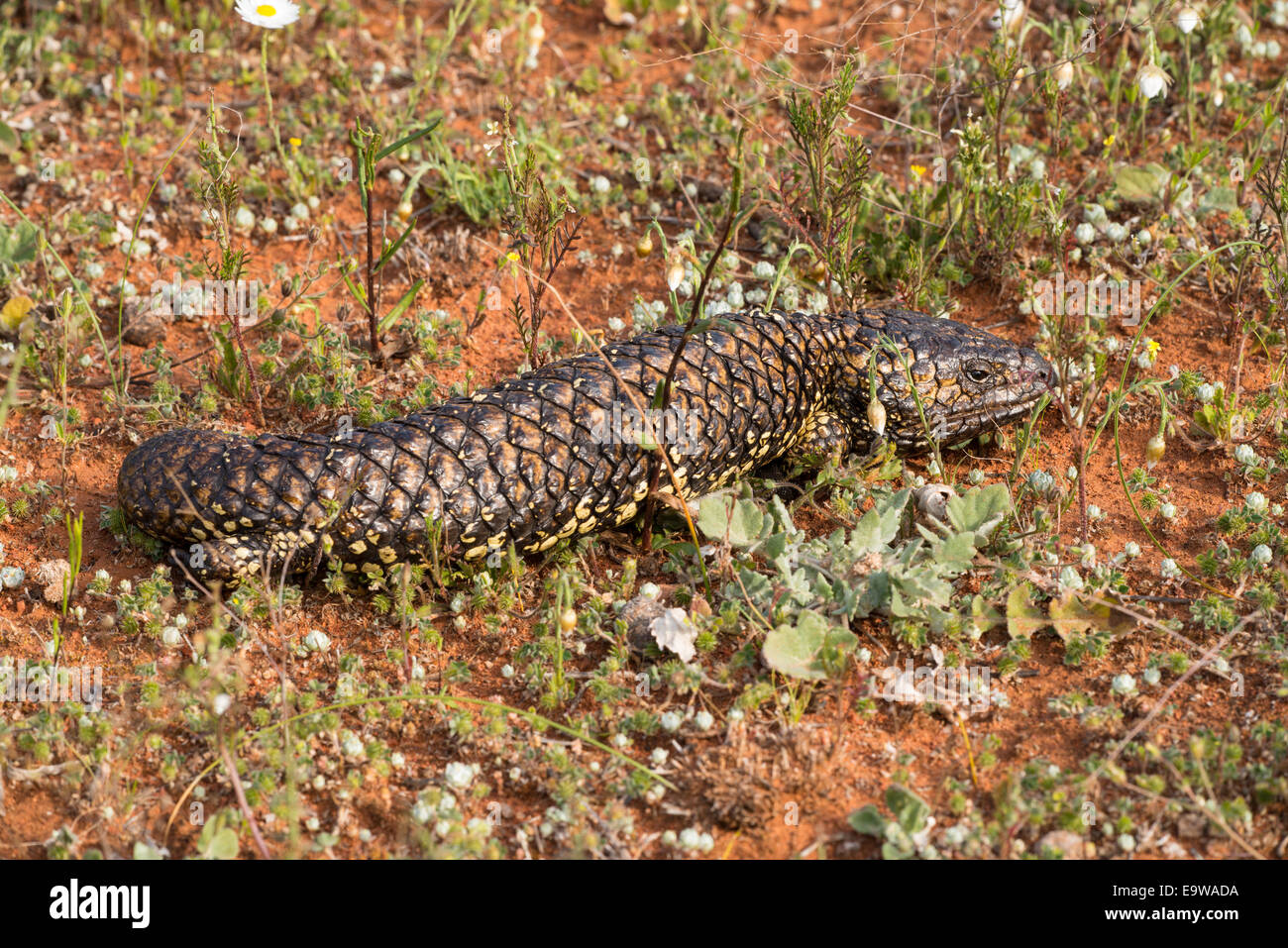 Australian shingleback lizard hi-res stock photography and images - Alamy