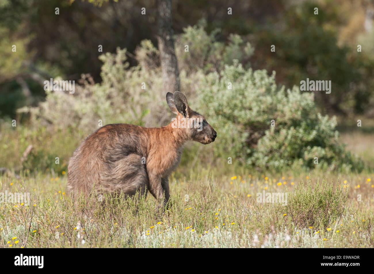 Macropus robustus euro wallaroo hi-res stock photography and images - Alamy