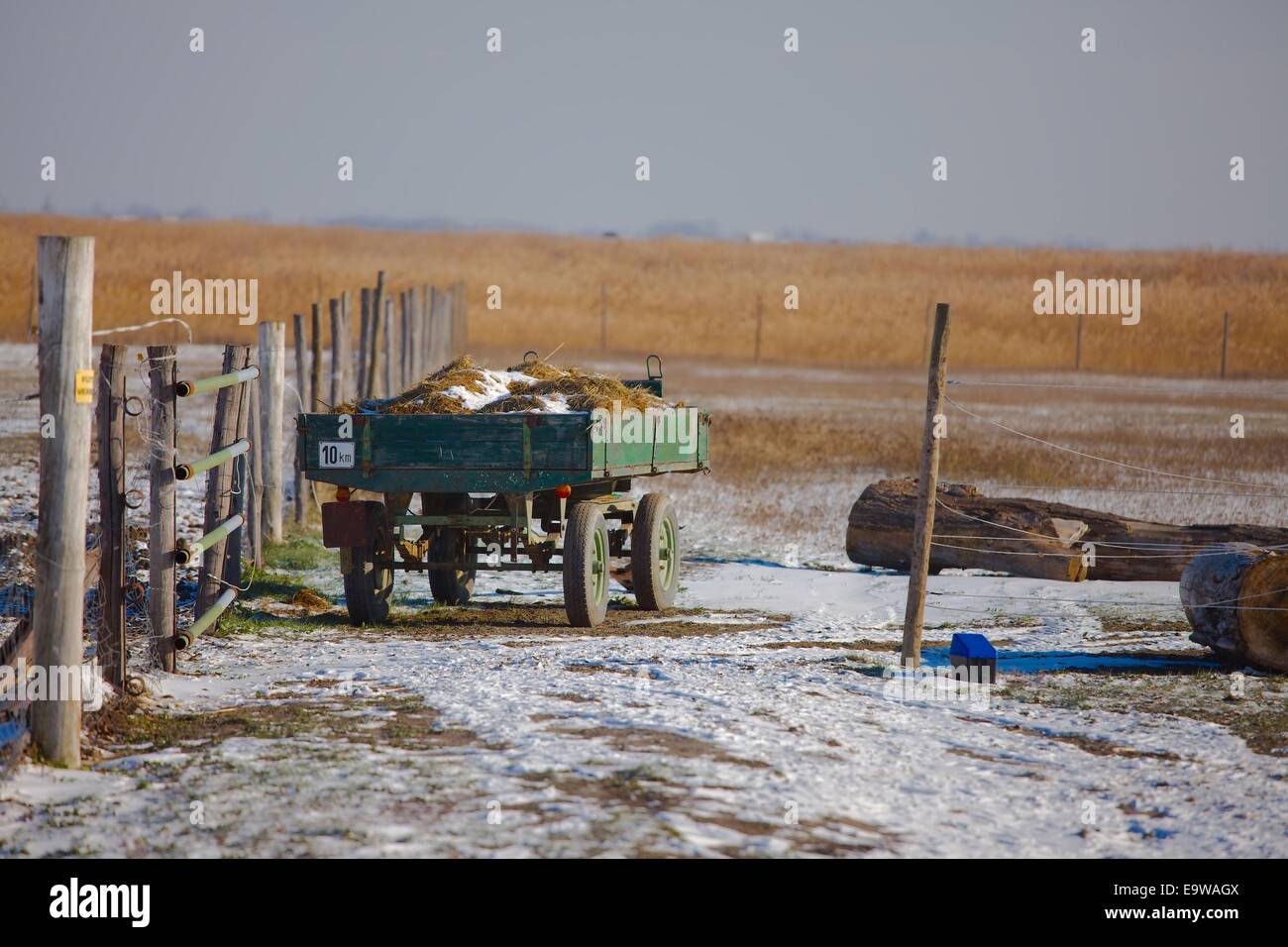 Goat in dirty field hi-res stock photography and images - Alamy