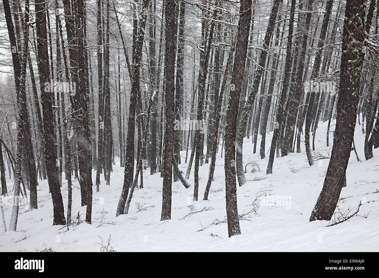 Cool forest hi-res stock photography and images - Alamy