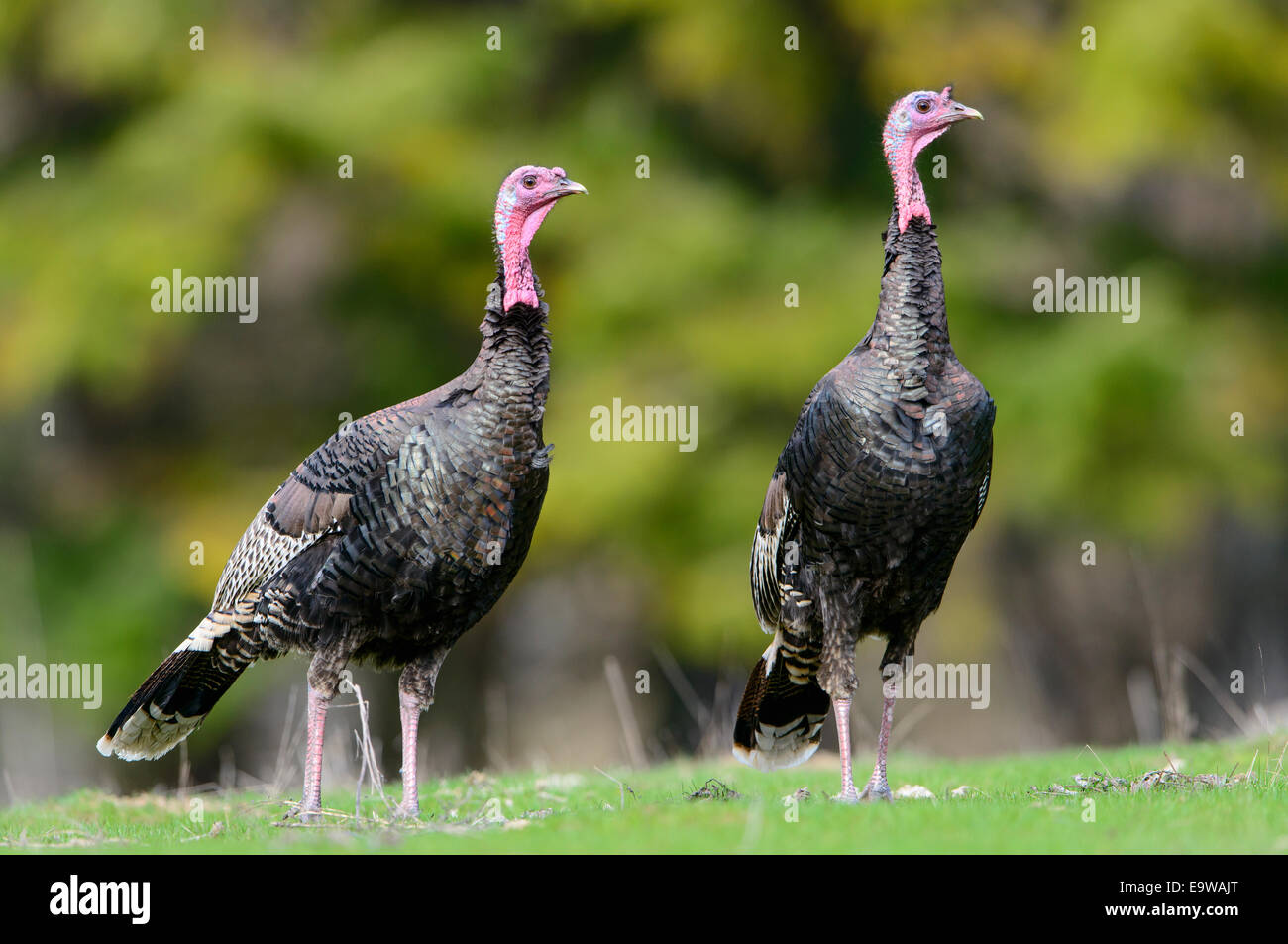 Wild Turkey (Meleagris gallopavo), Western Montana Stock Photo - Alamy