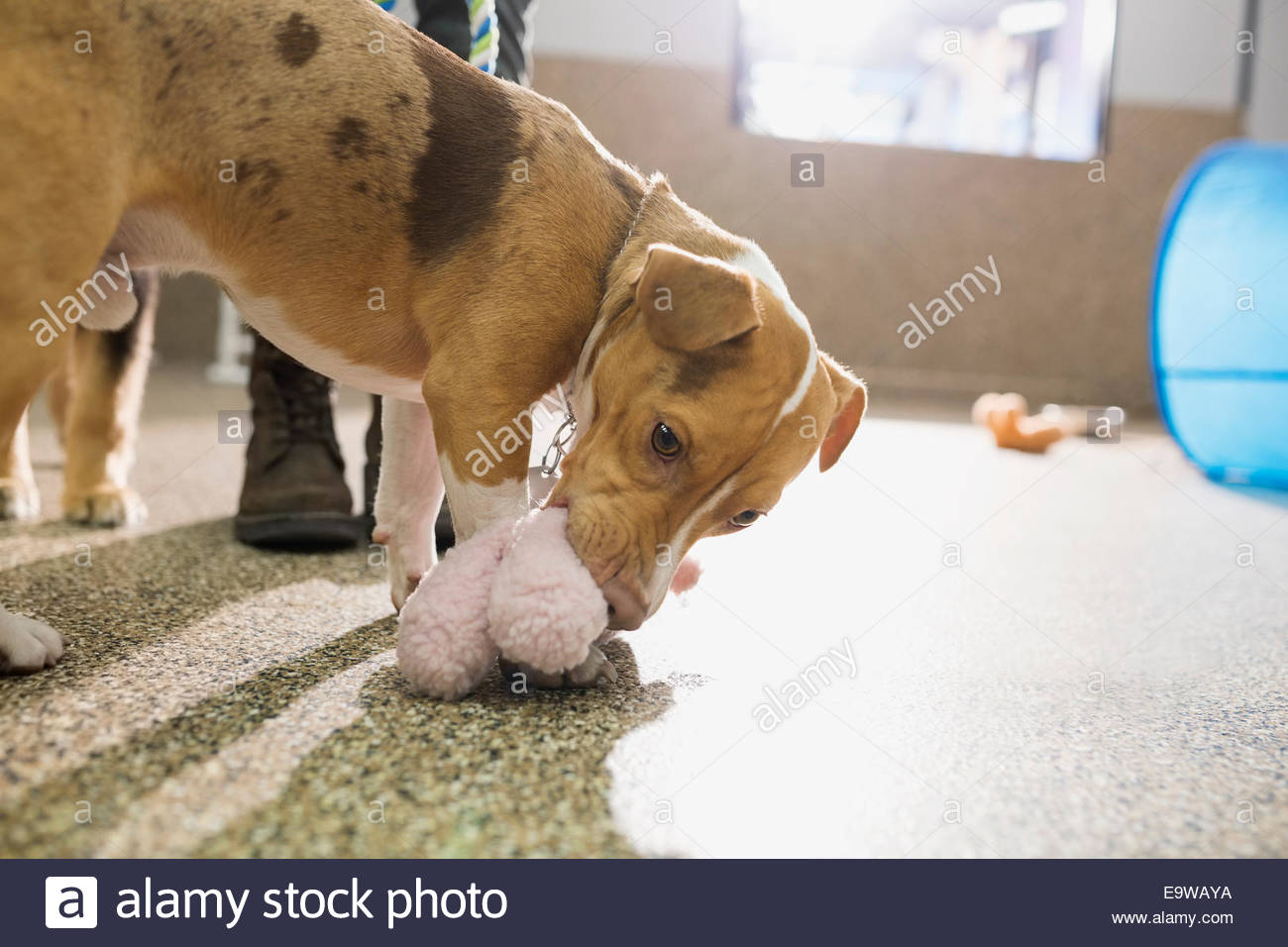 Stuffed pet hi-res stock photography and images - Alamy