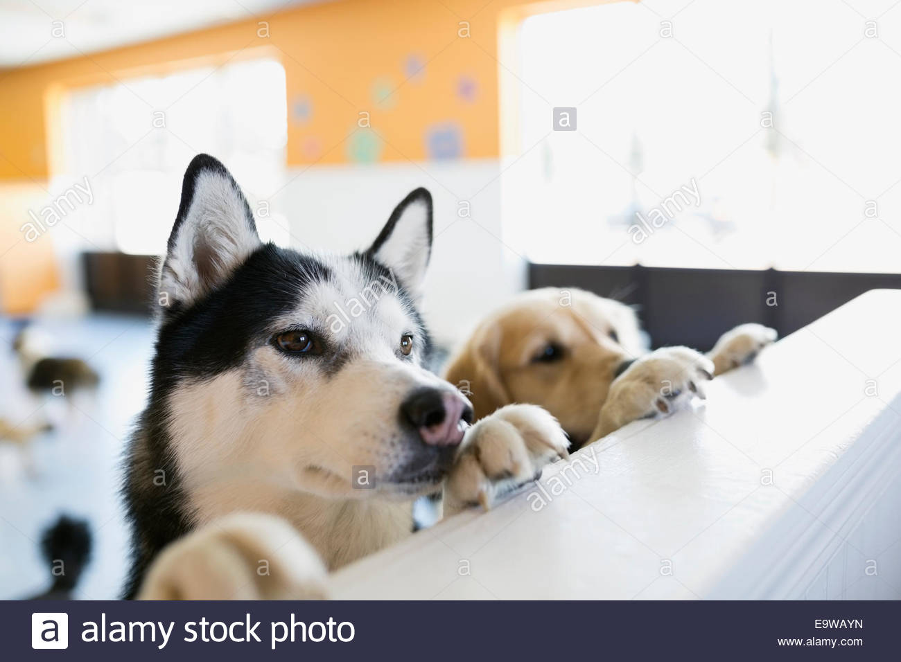 Counter dog hi-res stock photography and images - Alamy