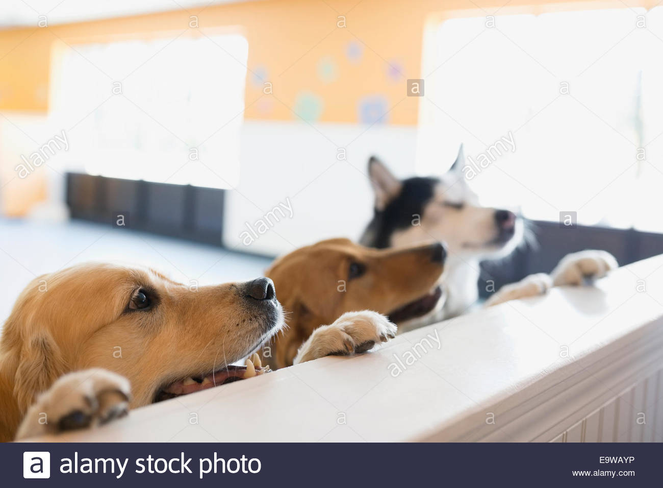 Counter dog hi-res stock photography and images - Alamy