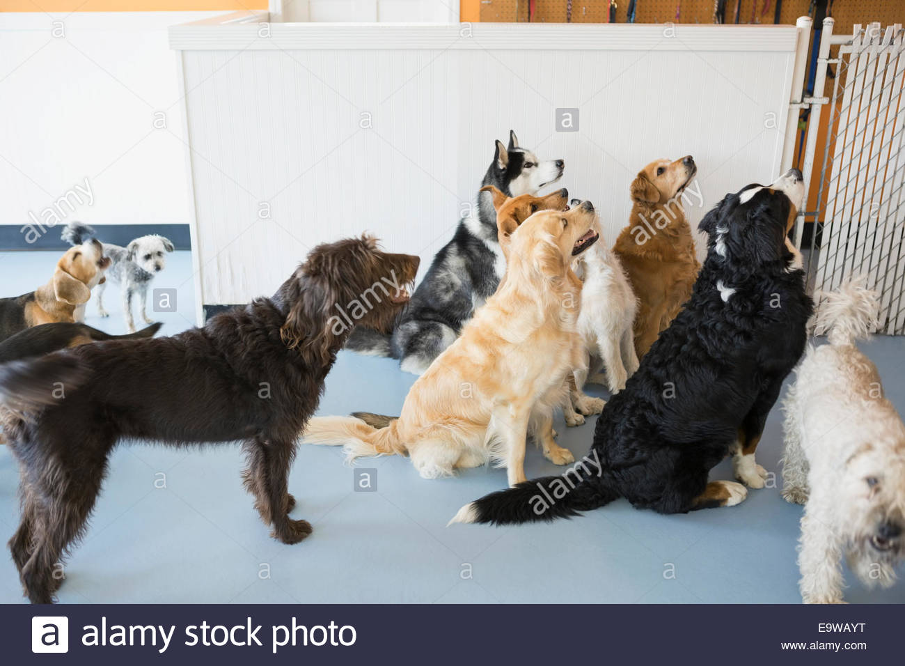 Dog curiosity hi-res stock photography and images - Alamy