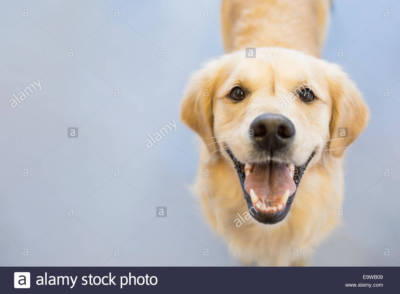 Smiling golden retriever hi-res stock photography and images - Alamy