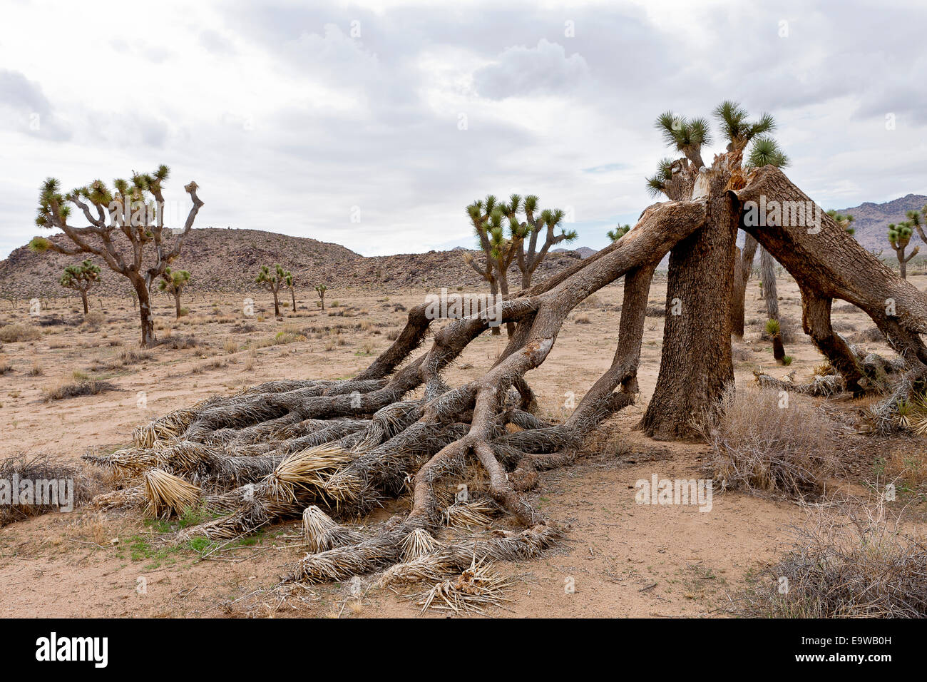 Intense rains are the main cause that breaks down the old Joshua Trees ...