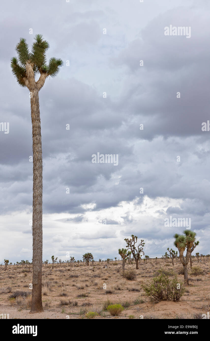 The tallest Joshua Tree in the park is located in Queen Valley. It is ...