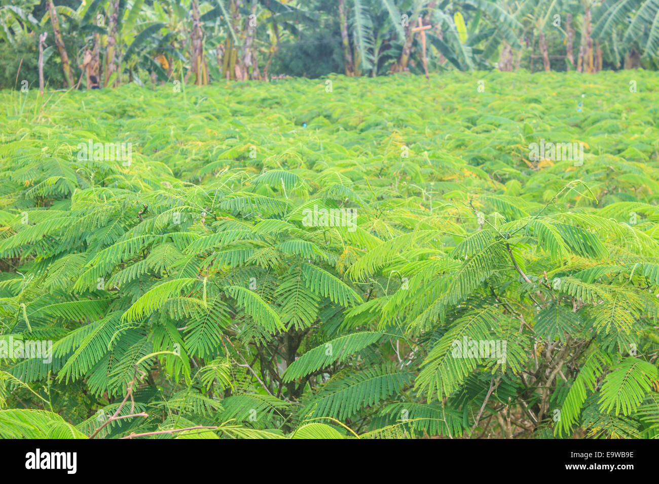 Acacia agriculture hi-res stock photography and images - Alamy