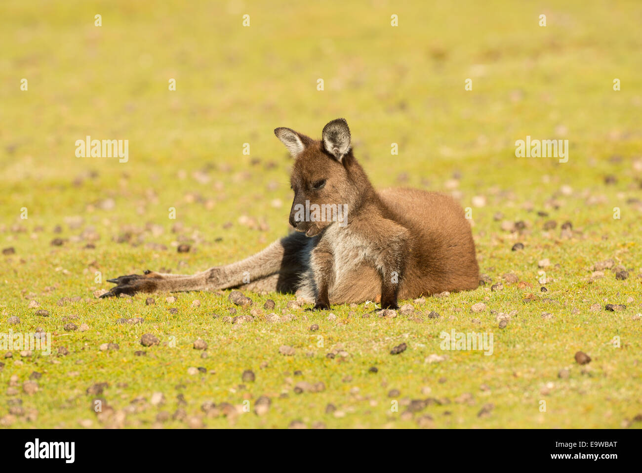 Kangaroo Island kangaroo resting Stock Photo - Alamy