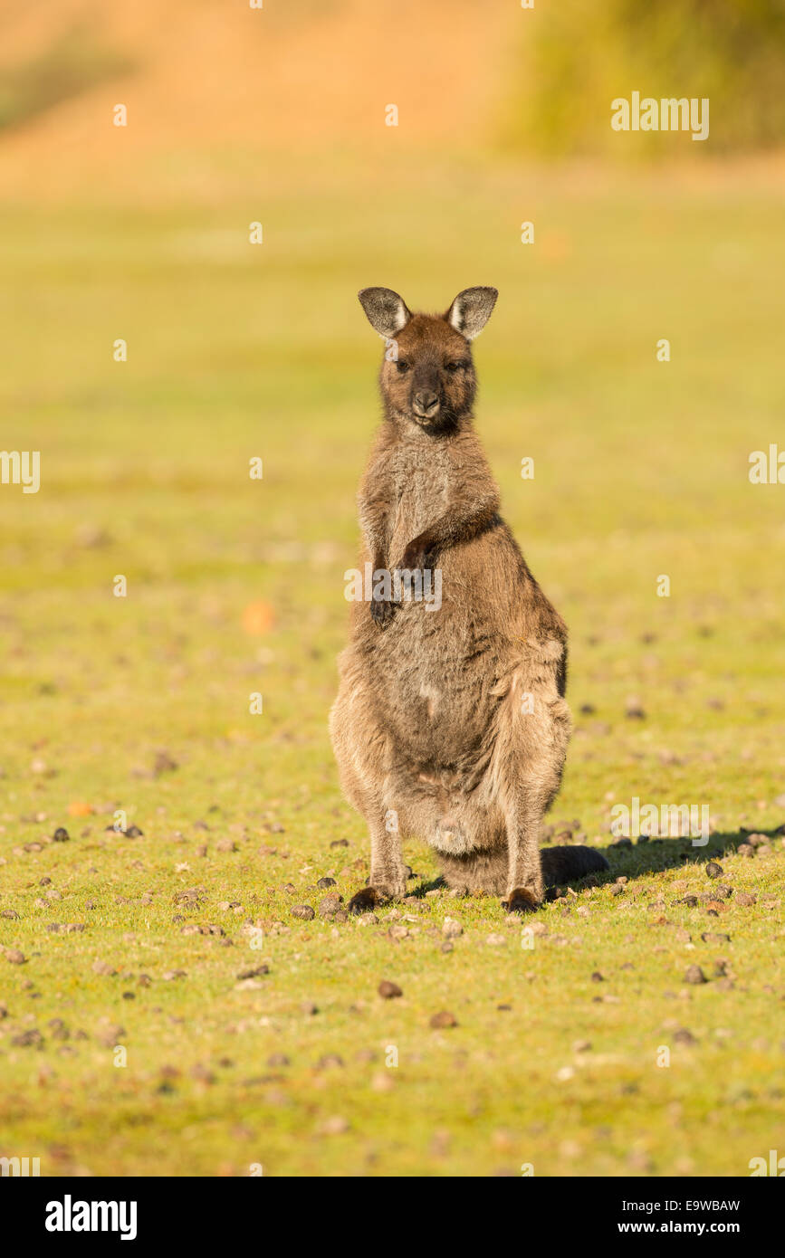 Stock photo of a Kangaroo Island kangaroo scratching Stock Photo - Alamy