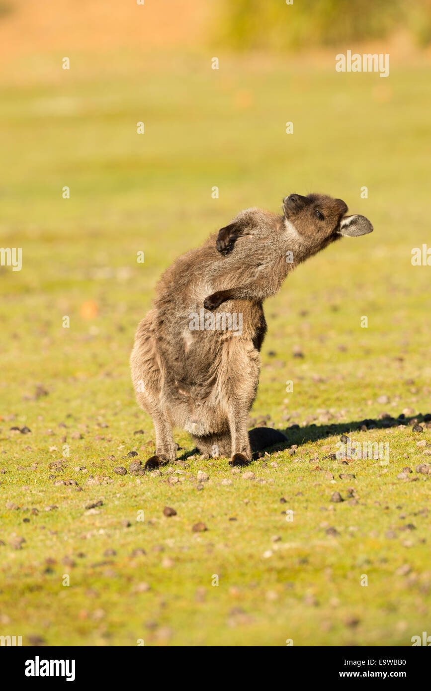 Scratch scratching hi-res stock photography and images - Alamy