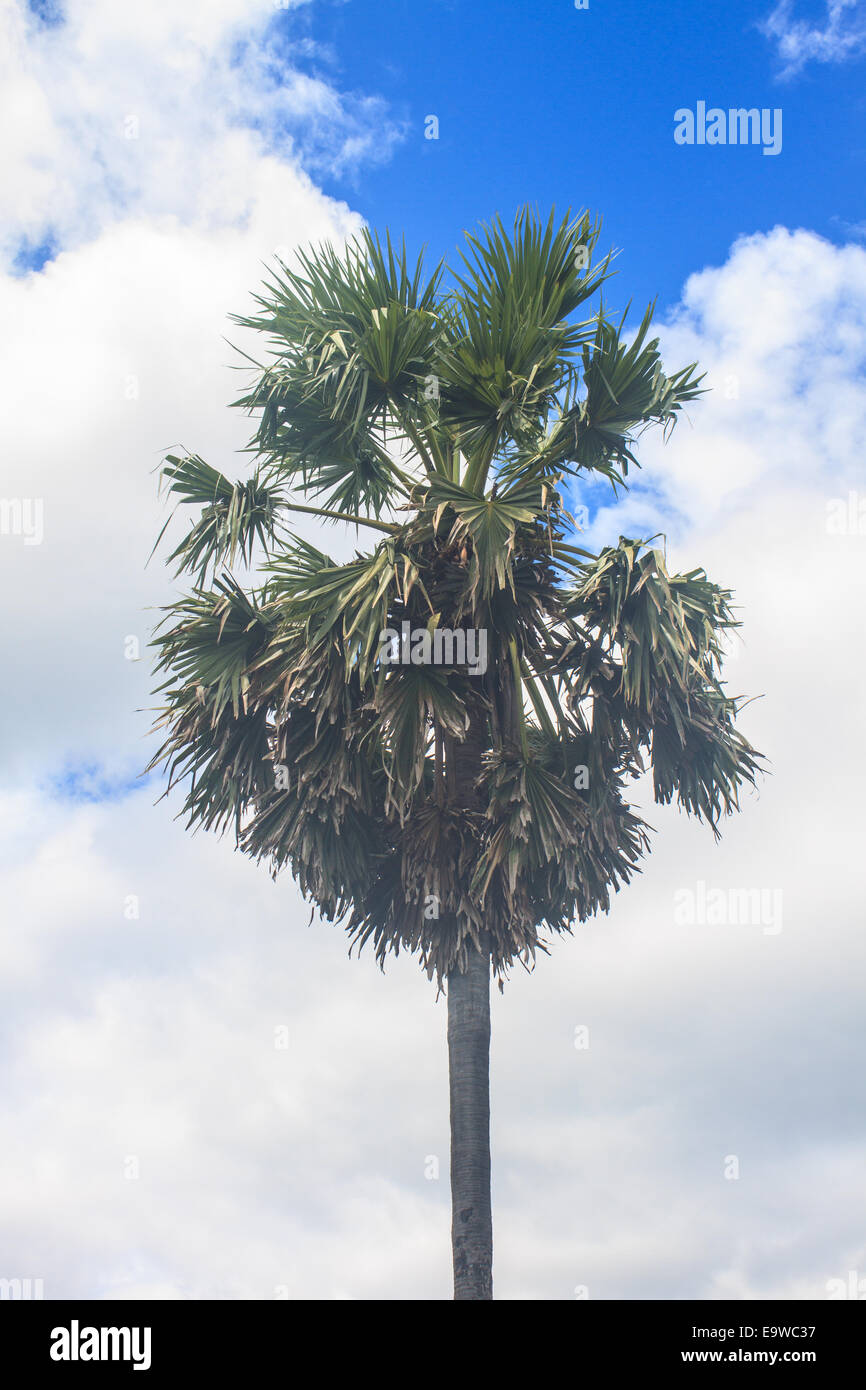 Sugar palm tree hi-res stock photography and images - Alamy