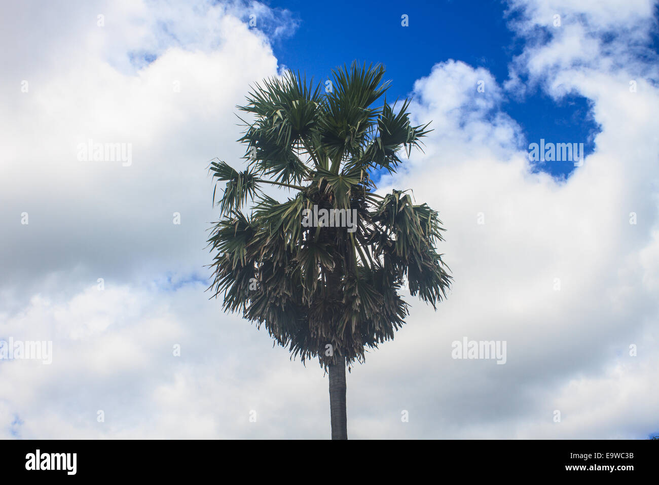 Sugar palm tree hi-res stock photography and images - Alamy