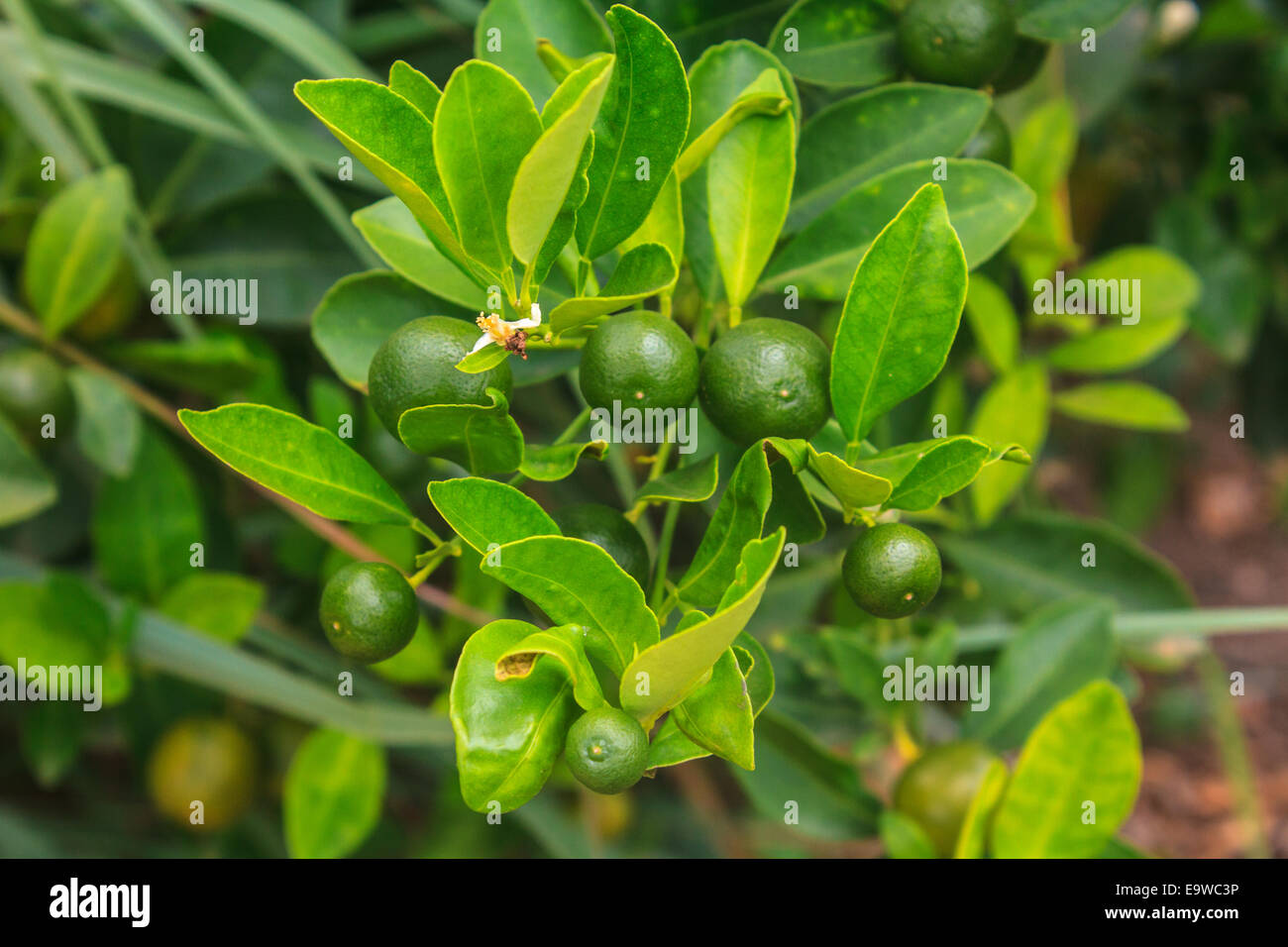 Citron tree hi-res stock photography and images - Alamy