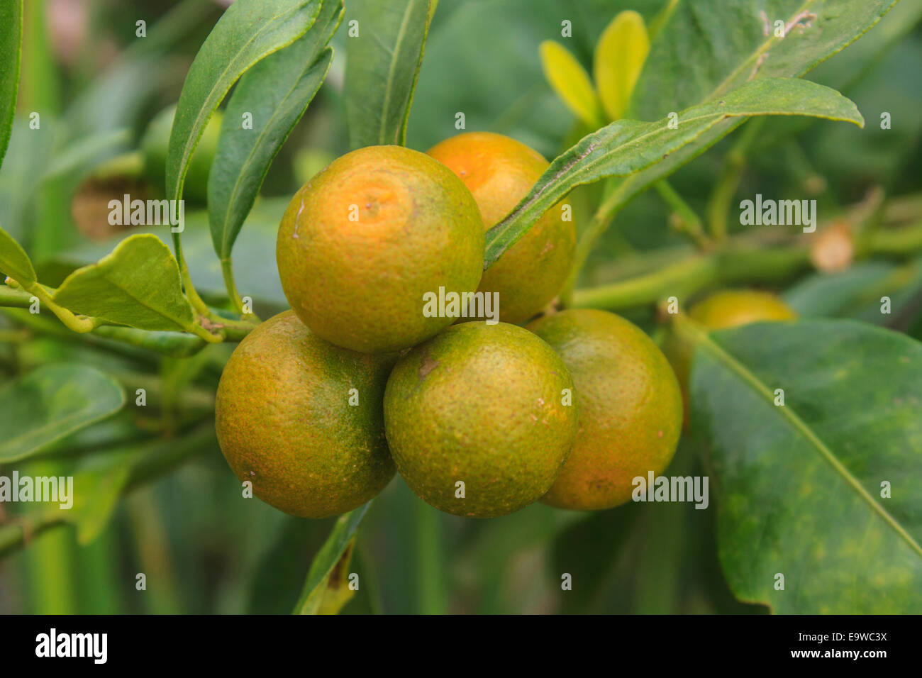 Lemon tree beautiful lemons hi-res stock photography and images - Alamy