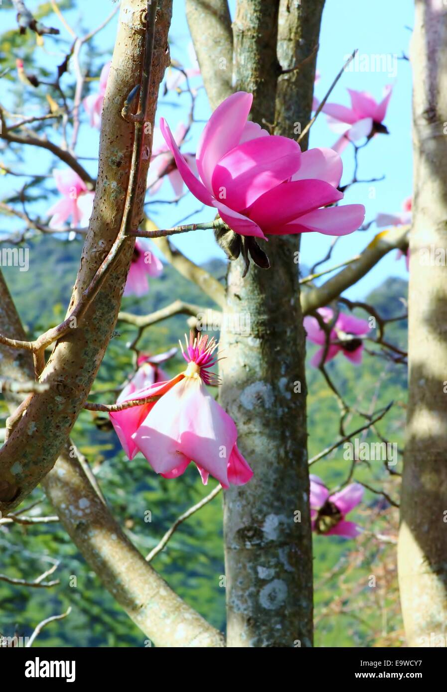 Magnolia blooms hi-res stock photography and images - Alamy