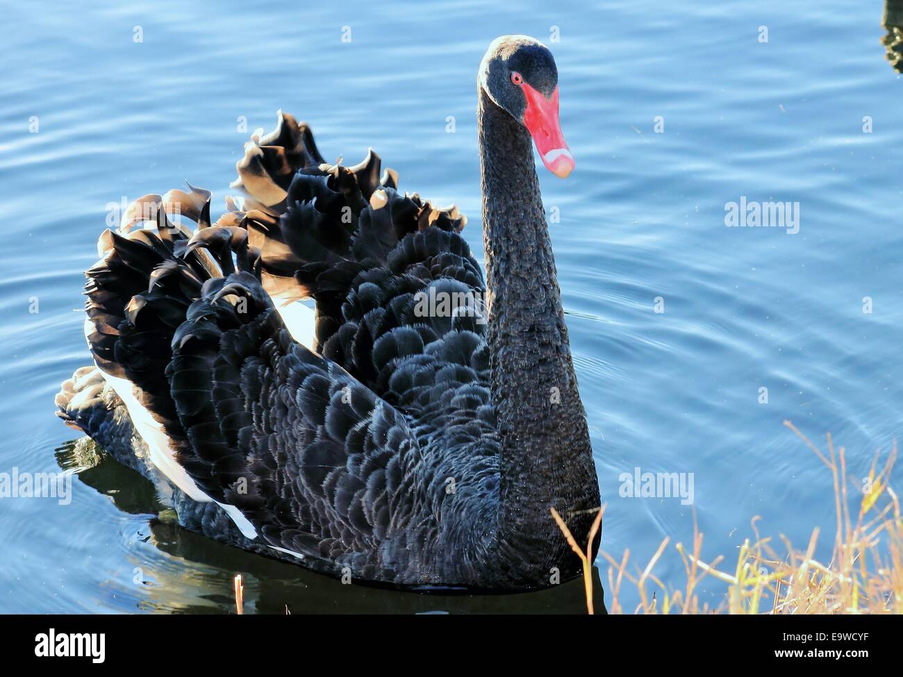 Black Swan (Cygnus atratus Stock Photo - Alamy